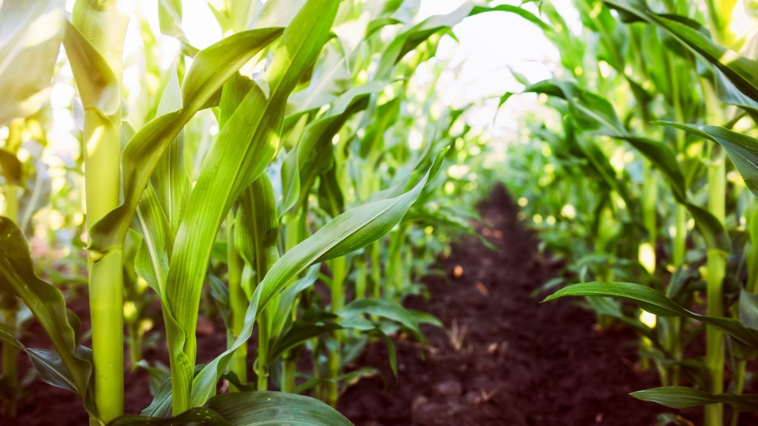 UE e China aprovam importação de híbridos de milho da Bayer